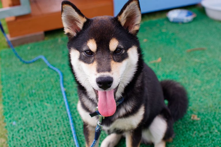 🥇 Colores del Shiba Inu |Blanco, Negro, Rojo, Sésamo【2025】
